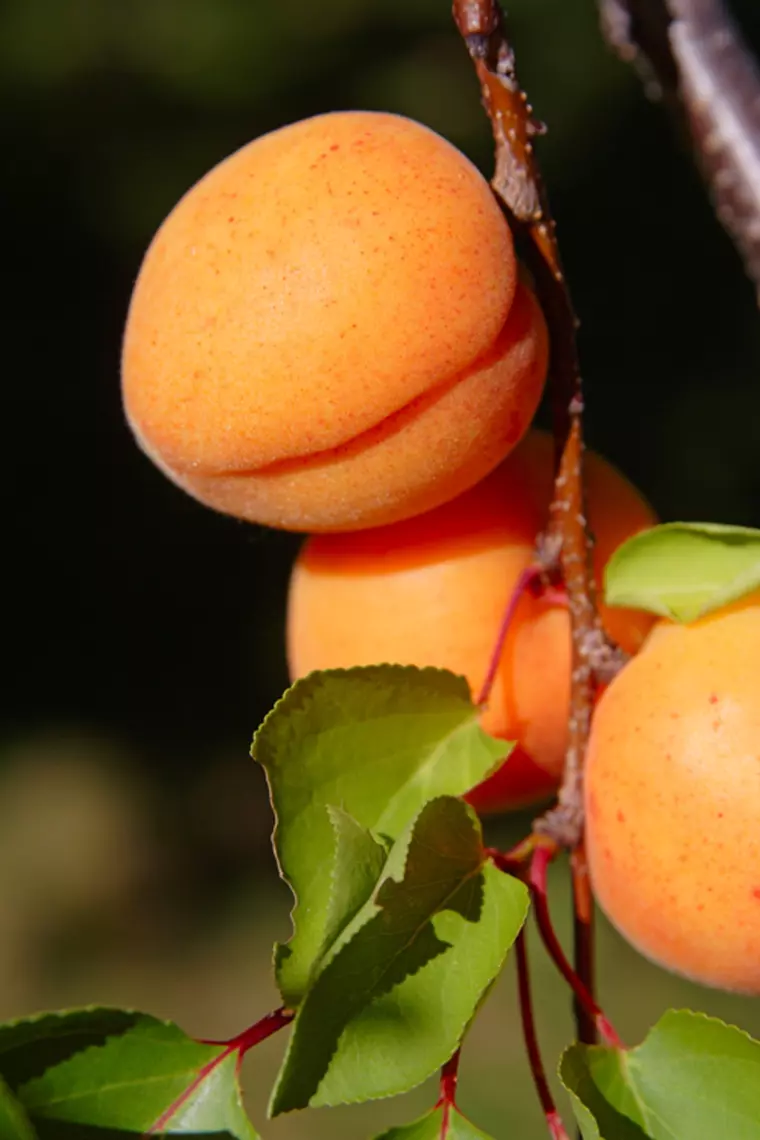 Fructele și legumele lunii iulie. Ce fructe și legume se pot consuma în ...