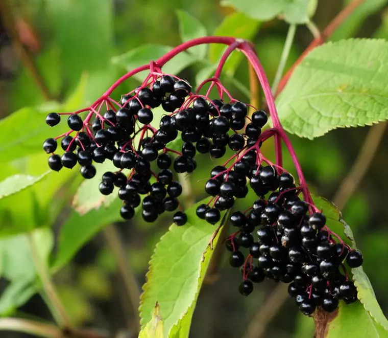 Fructele de pădure – cele mai importante beneficii și proprietăți ...