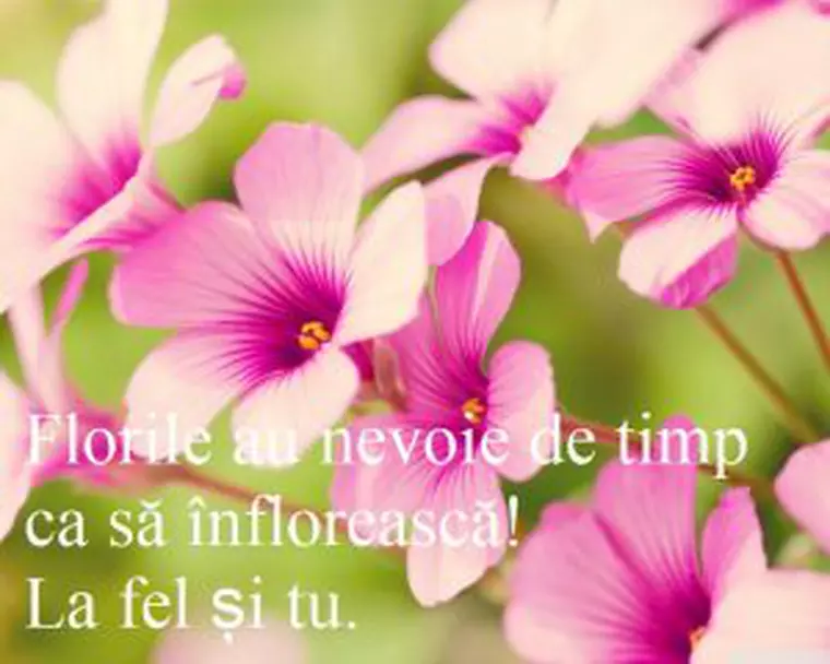 Citate despre flori. Proverbe și vorbe înțelepte cu și despre flori ...