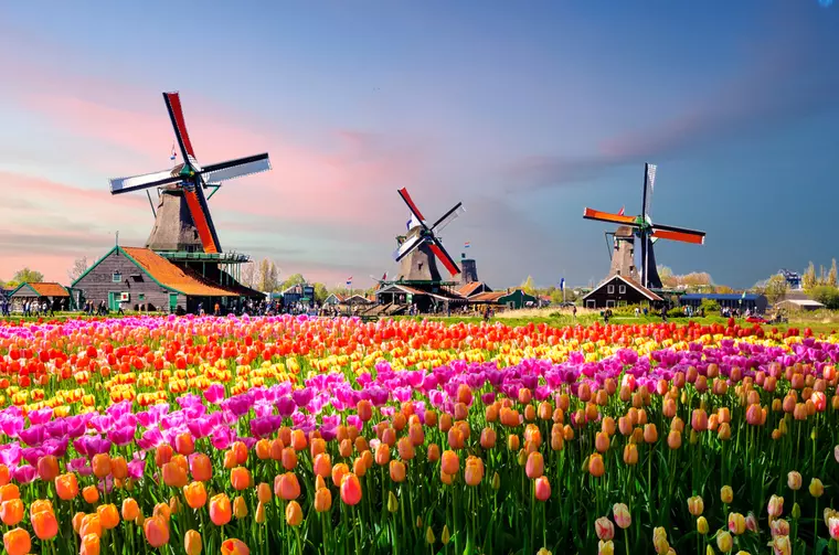 Lalelele, flori de primăvară deosebite. Cum se îngrijesc și se ...