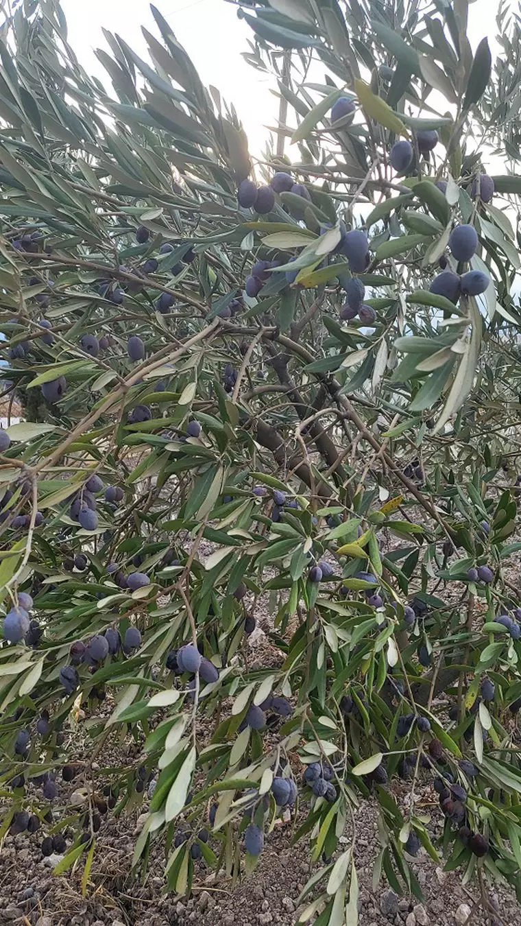 Trucuri delicioase cu uleiul de măsline din bucătăria turcească! | Unica.ro