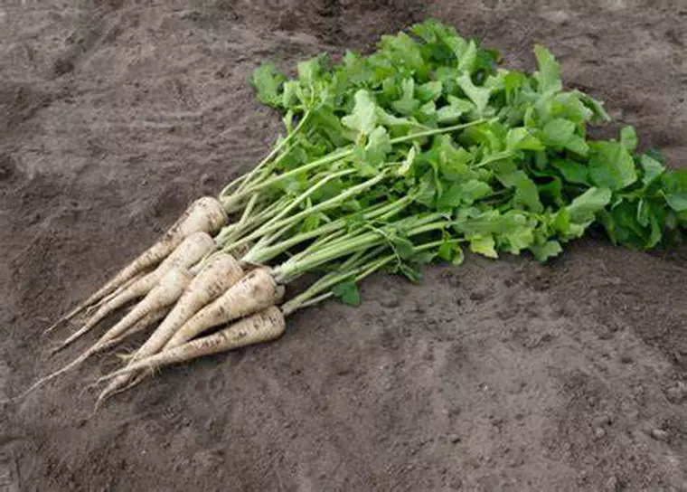 12 legume care se plantează în lunile ianuarie și februarie | Unica.ro