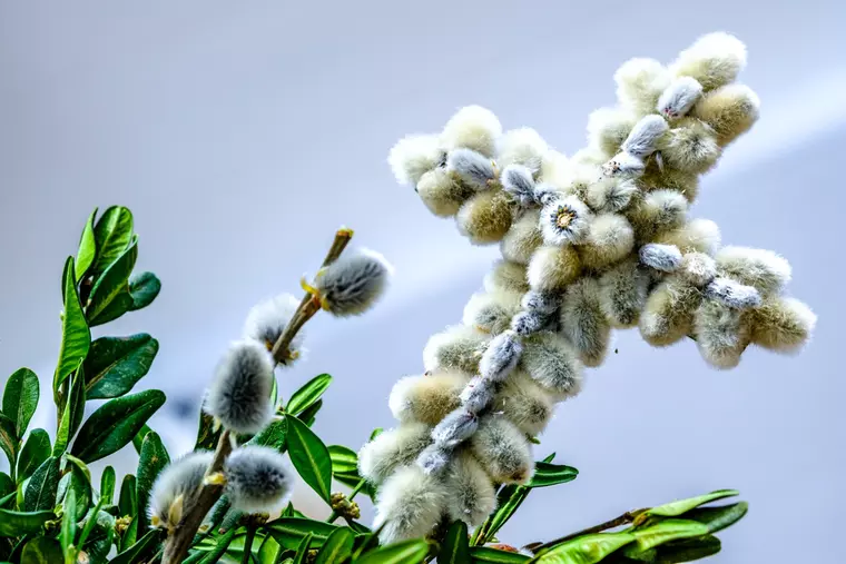 Floriile și Paștele catolic în 2023. Tradiții și obiceiuri din lume ...