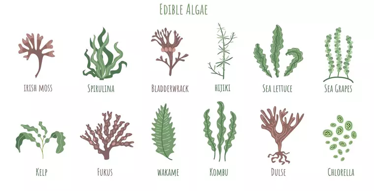 Alge de mare comestibile – cum se consumă | Unica.ro