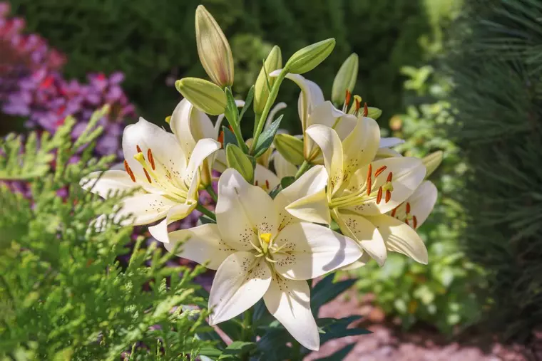 De ce nu este bine să dormi cu crini în cameră | Unica.ro