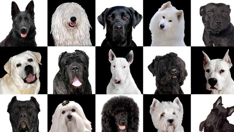 Ce rasă de câine ar trebui să fii? - Unica.ro